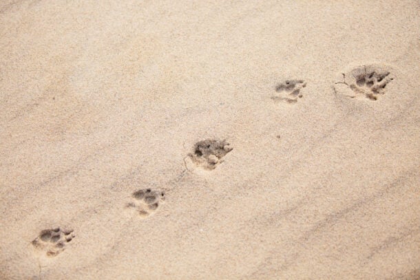 Animal Tracks: How to Identify African Animals & Track Spoor Like a Pro