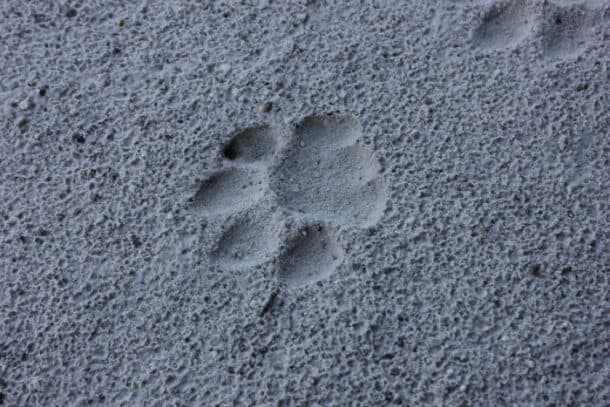 Animal Tracks: How to Identify African Animals & Track Spoor Like a Pro