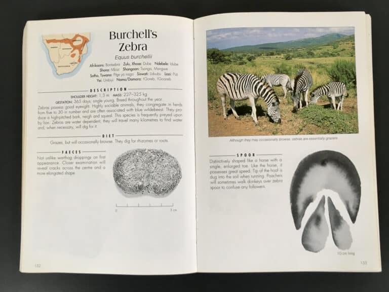 Animal Tracks: How to Identify African Animals & Track Spoor Like a Pro