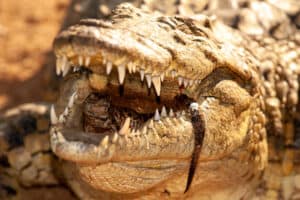 What Sounds Do Crocodiles Make? Learn the Croc Language